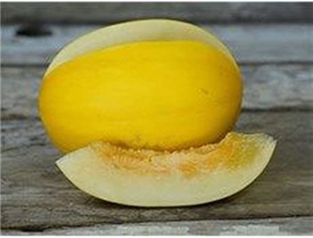 10 Spanish Amarillo Oro Melon Seeds - Unique ! Sweet ! Juicy ! Grown/harvested in USA ...