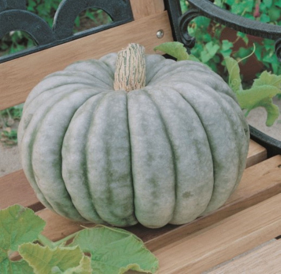10 Heirloom Jarrahdale Pumpkin Seeds - Beautiful Blue Pumpkin ! Grown ...