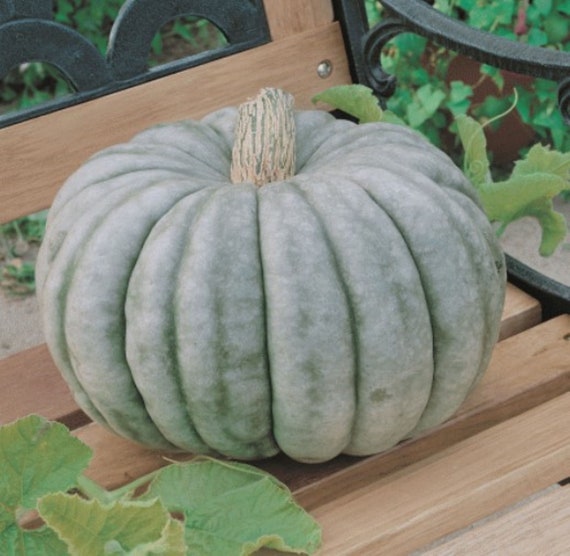 10 Heirloom Jarrahdale Pumpkin Seeds Beautiful Blue Pumpkin - Etsy