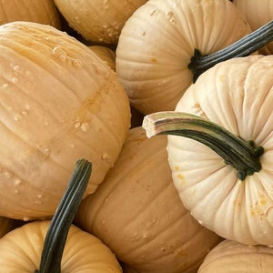 10 Specter Warted Pumpkin Seeds - USA ! Unique ! Specialty ! White ...