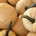 10 Specter Warted Pumpkin Seeds - USA ! Unique ! Specialty ! White ...