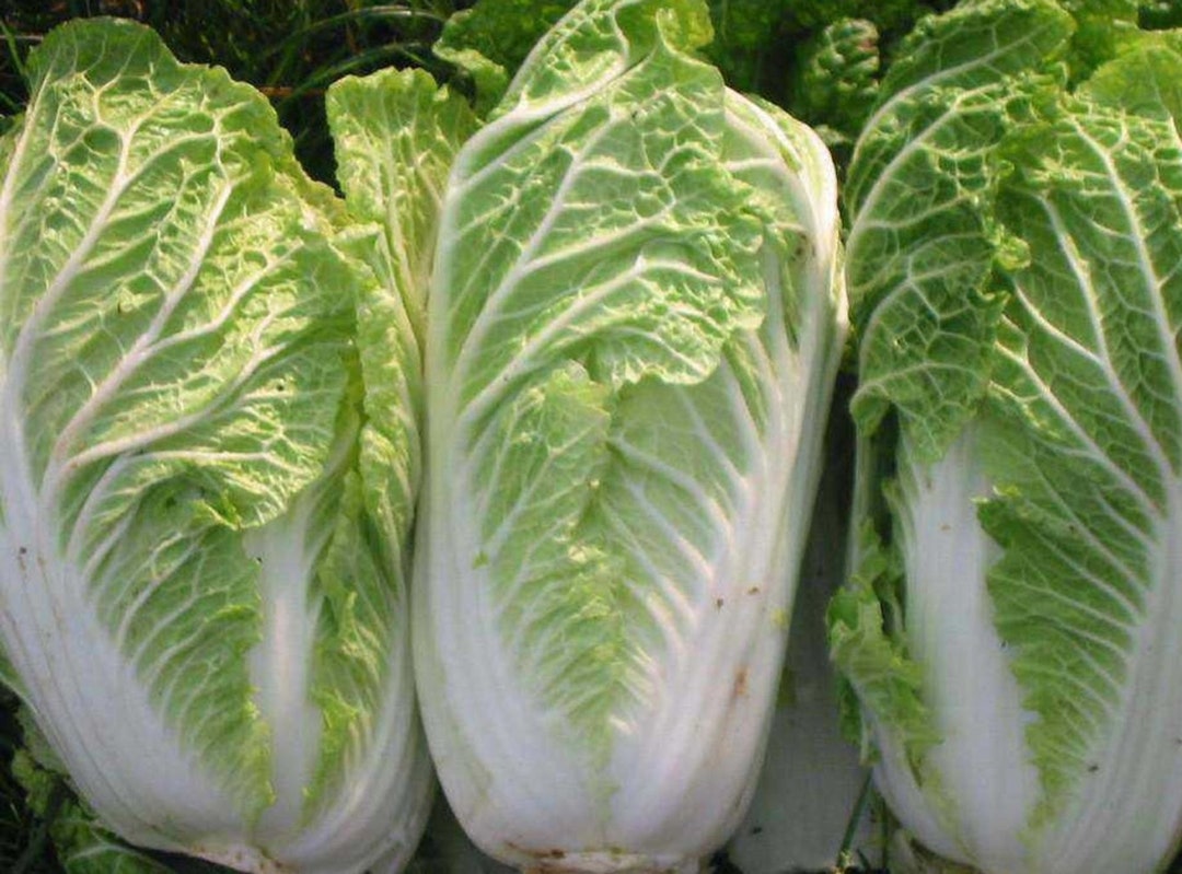 Michihilli Asian Cabbage - Napa Cabbage ! Fresh ! Tasty ! Stir Fry ...