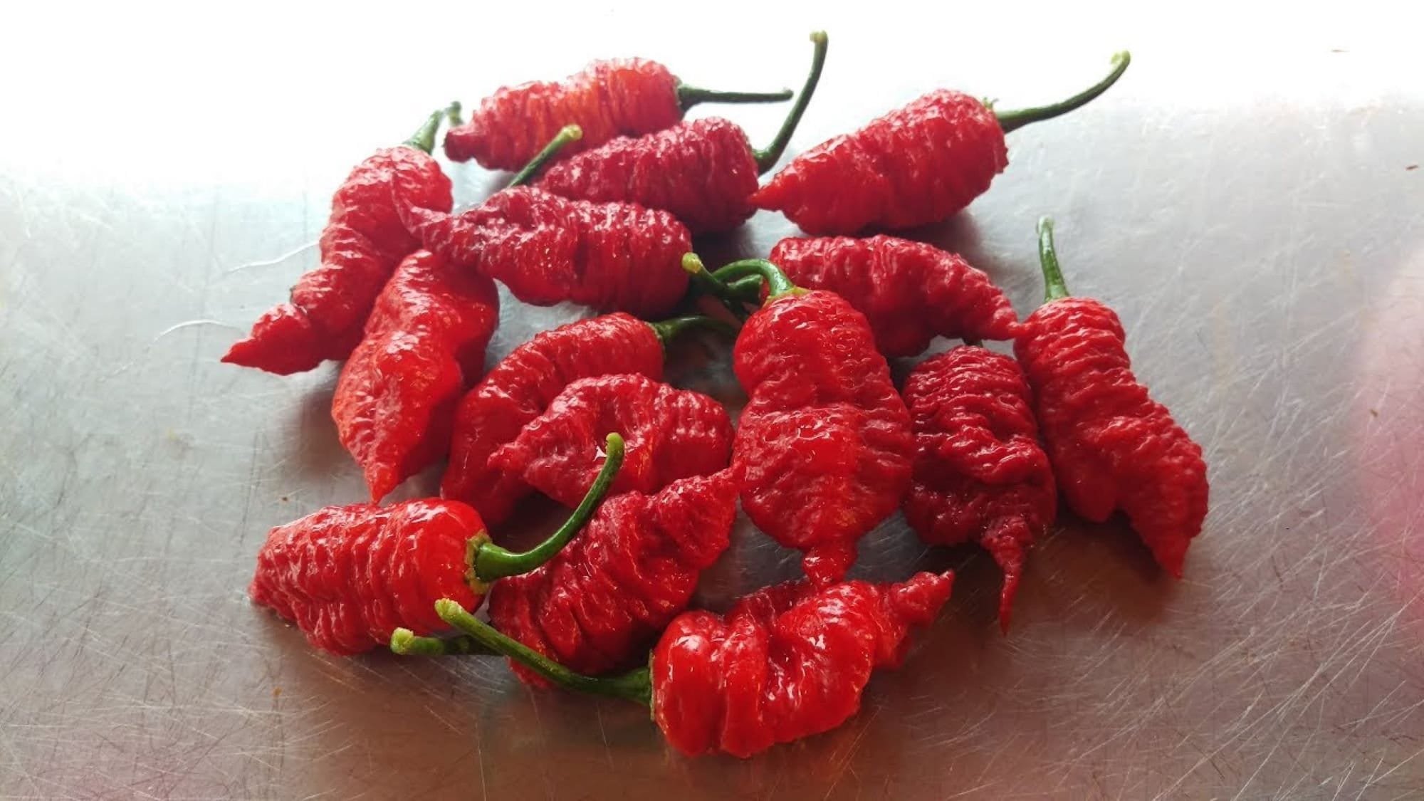 10 Premium Death Spiral Pepper Seeds Super Hot Spicy - Etsy