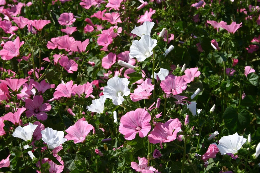 Rose Mallow Dwarf Mix Premium Flower Seeds - Beautiful ! Elegant ...