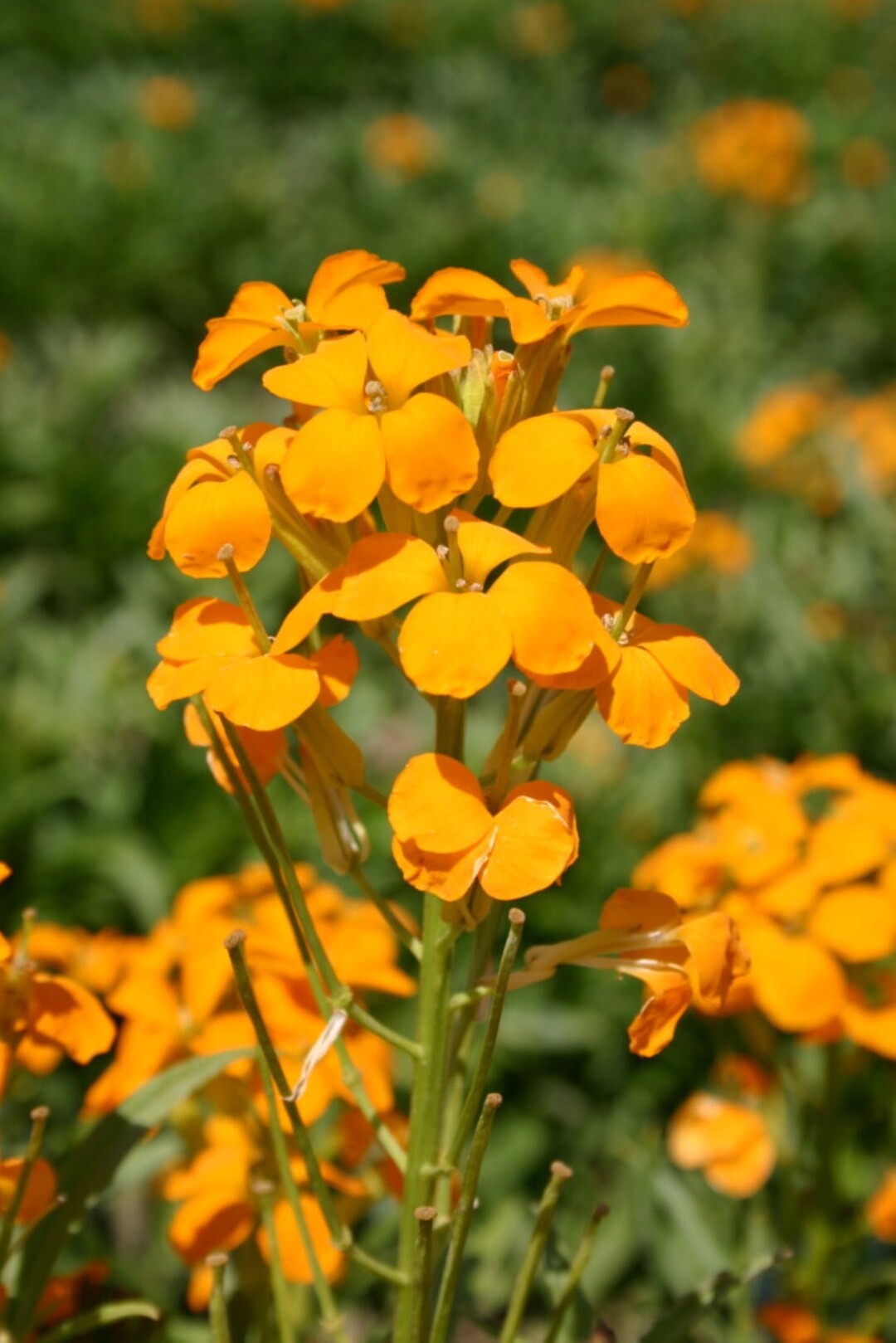 Siberian Wallflower - Premium Flower Seed - Beautiful ! Grown/harvested ...