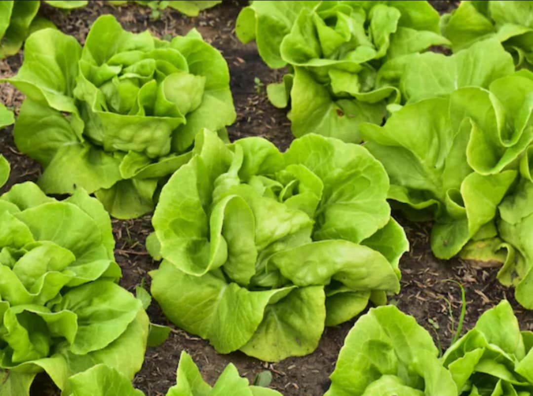 Heirloom Summer Bibb Lettuce - Grown and Harvested in USA ! Tasty ...