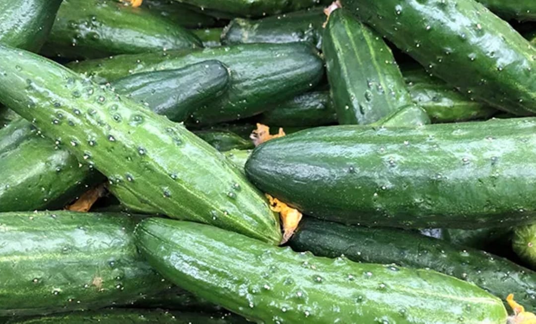 China Jade Cucumber Seeds - Fresh ! Delicious ! Specialty ! Asian ...