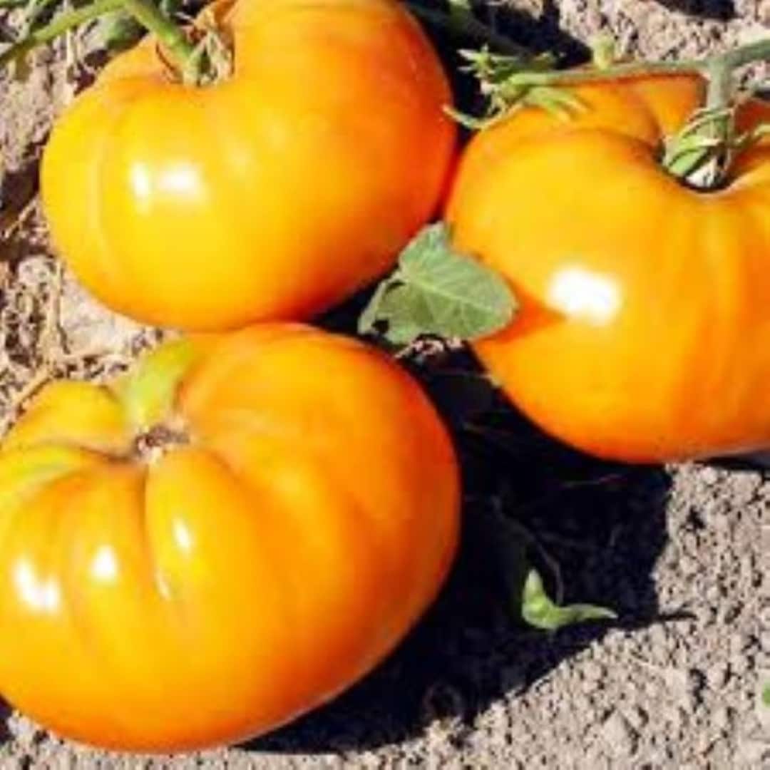 10 Organic Golden Queen Tomato Seeds - Juicy - Grown and Harvested in ...