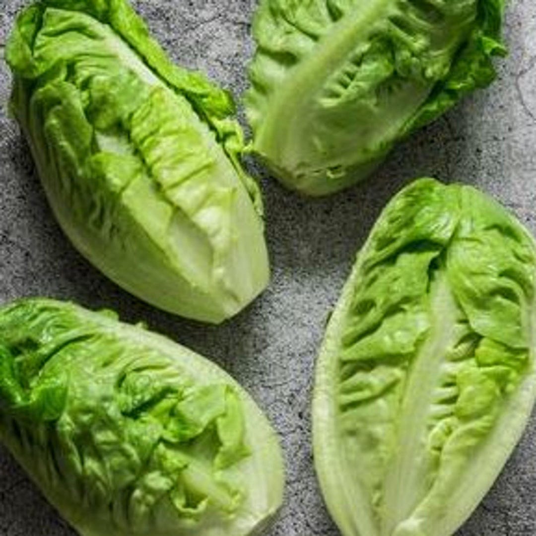 Heirloom Little Caesar Romaine Lettuce Seeds - Grown and Harvested in ...