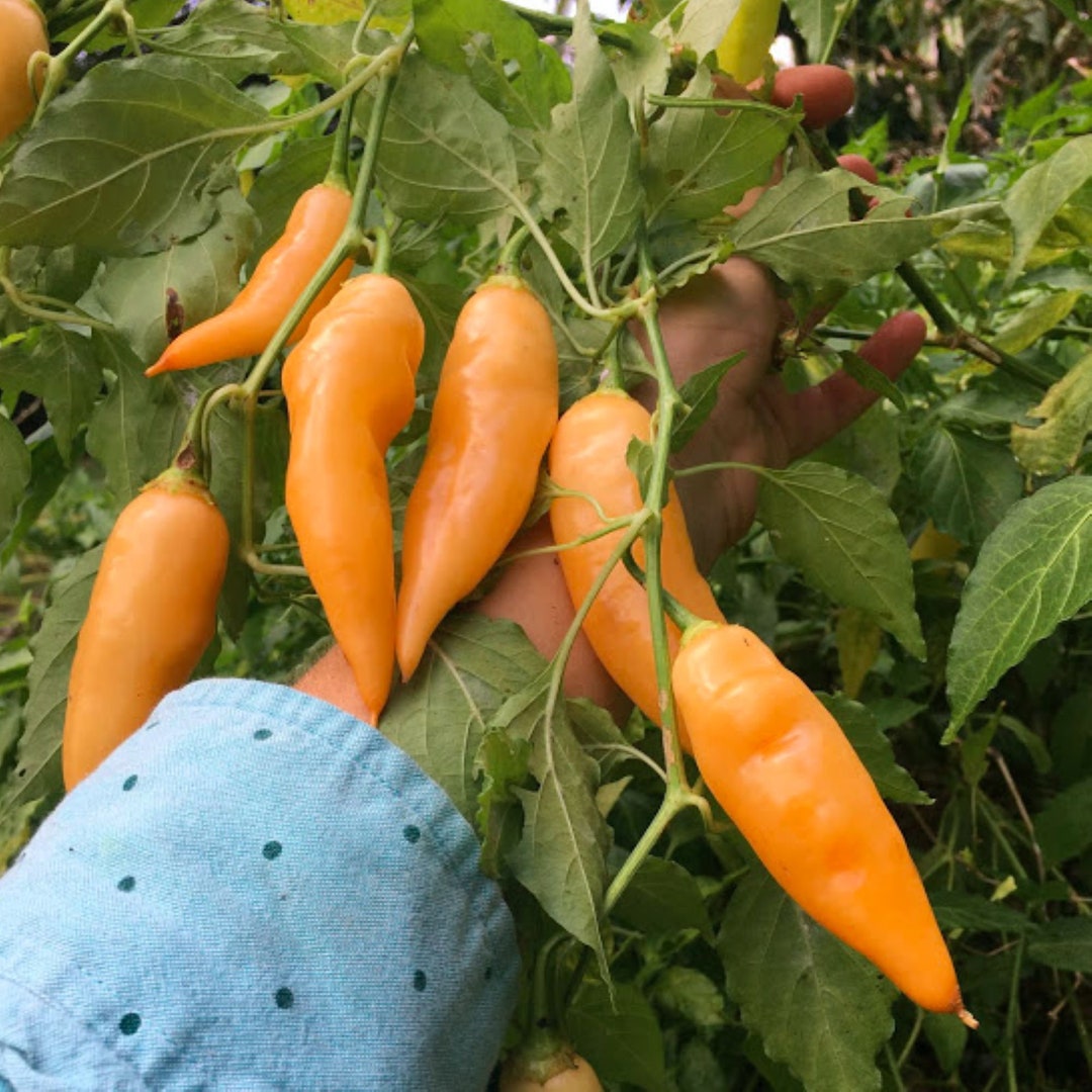 10 Premium Sugar Rush Peach Pepper Seeds - Spicy/fruity !! Grown and ...