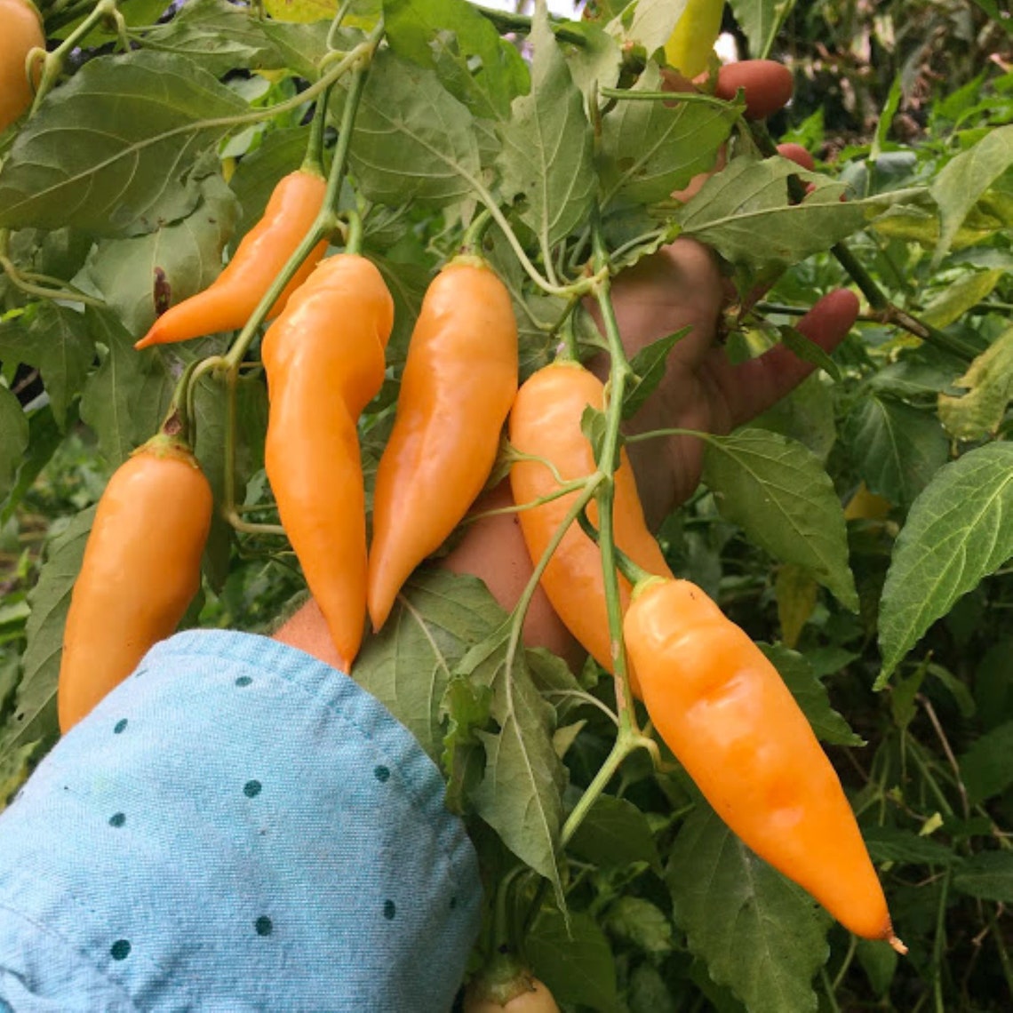 10 Premium Sugar Rush Peach Pepper Seeds Spicy/fruity | Etsy