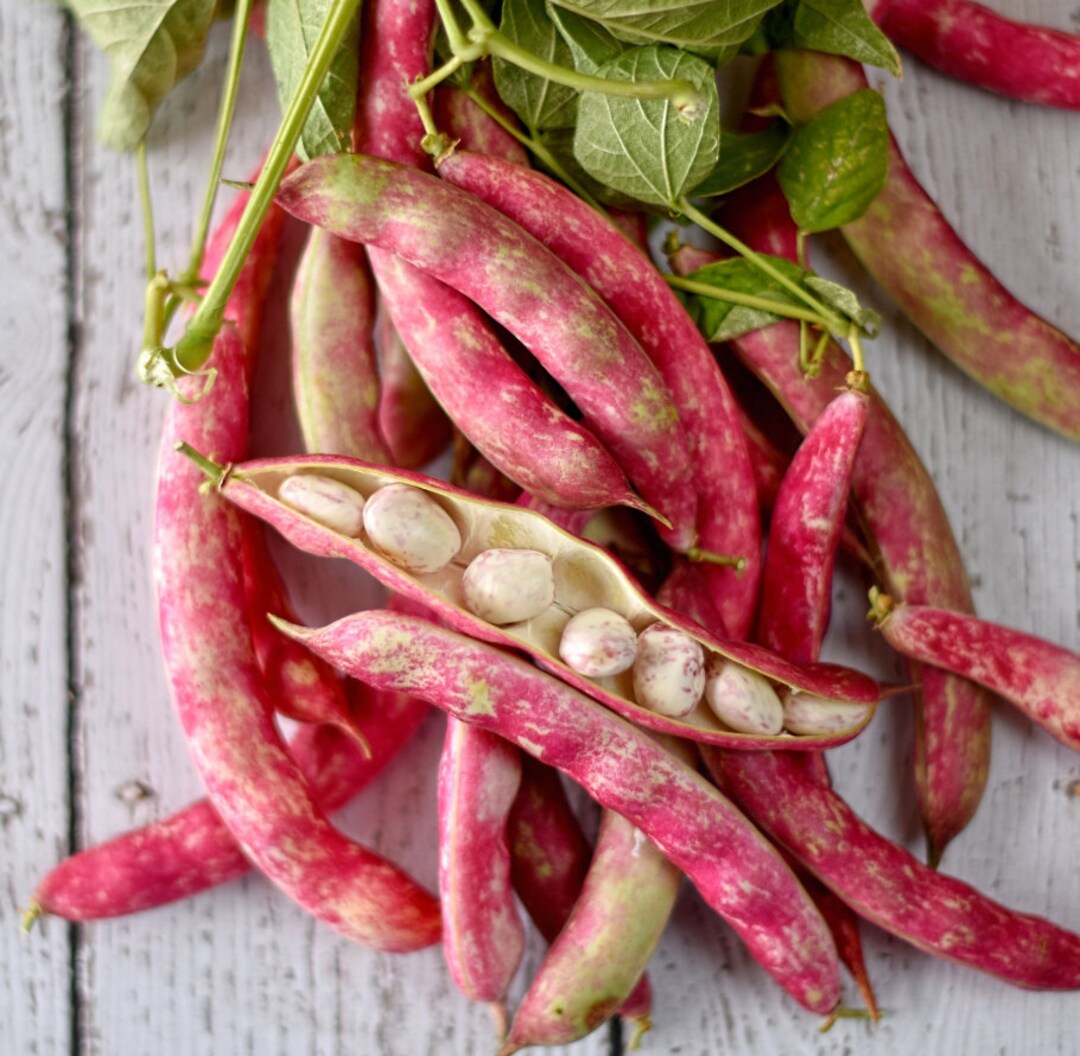 25 Heirloom Vermont Cranberry Shell Bean Seeds - Grown in USA ! Tasty ...