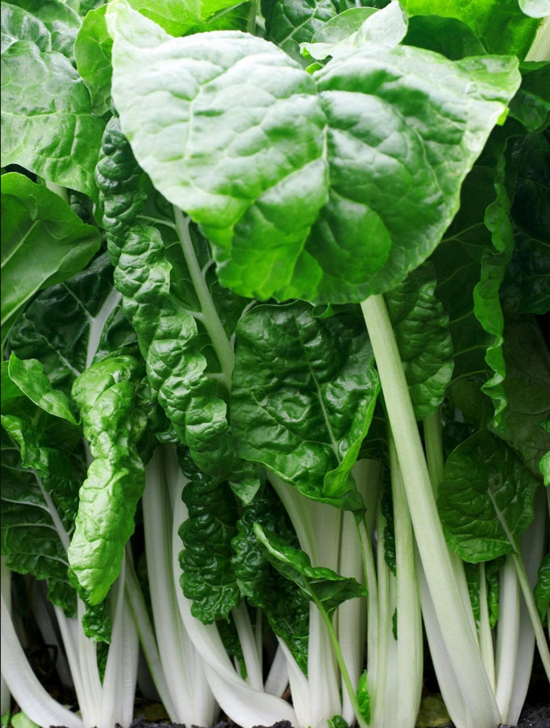 Heirloom Japanese Umaina Chard Seeds - One Gram Appr 70 Seeds - USA ...