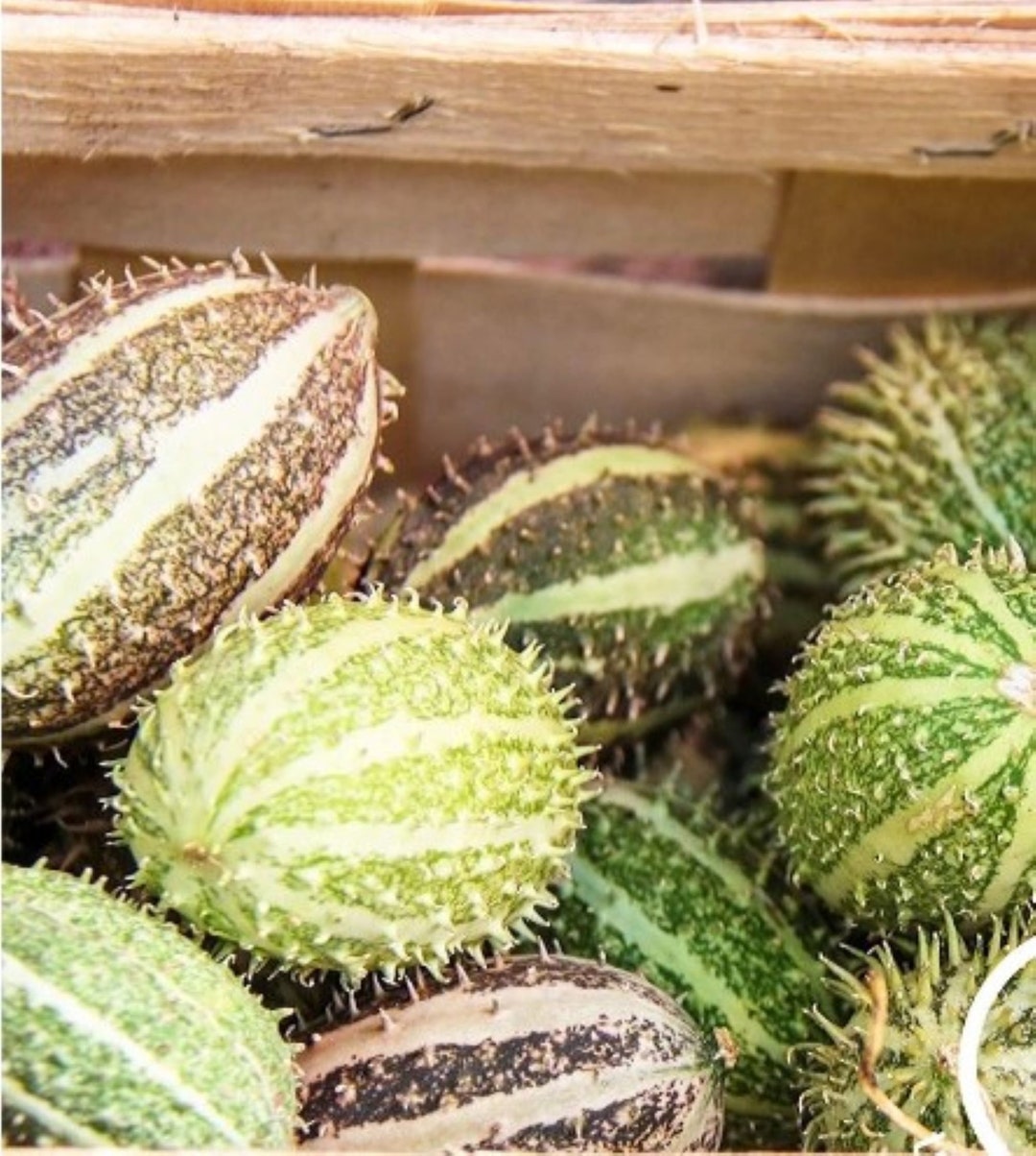 Heirloom West Indian Gherkin - Unique ! Crisp ! Fresh ! Pickles ...