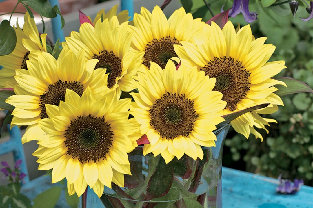 Sunflower - Sunrich Limoncello - 10 Premium Flower Seeds - Beautiful ...