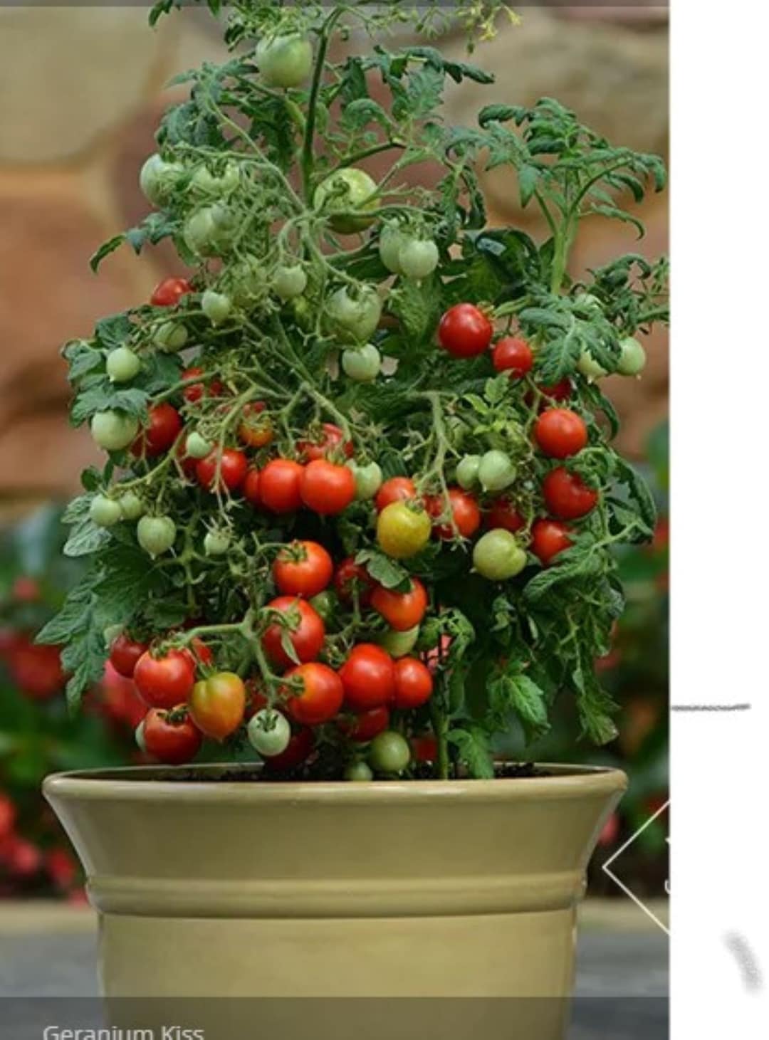 10 Geranium Kiss Dwarf Tomato Seeds - USA ! Patio ! Juicy, Sweet ...