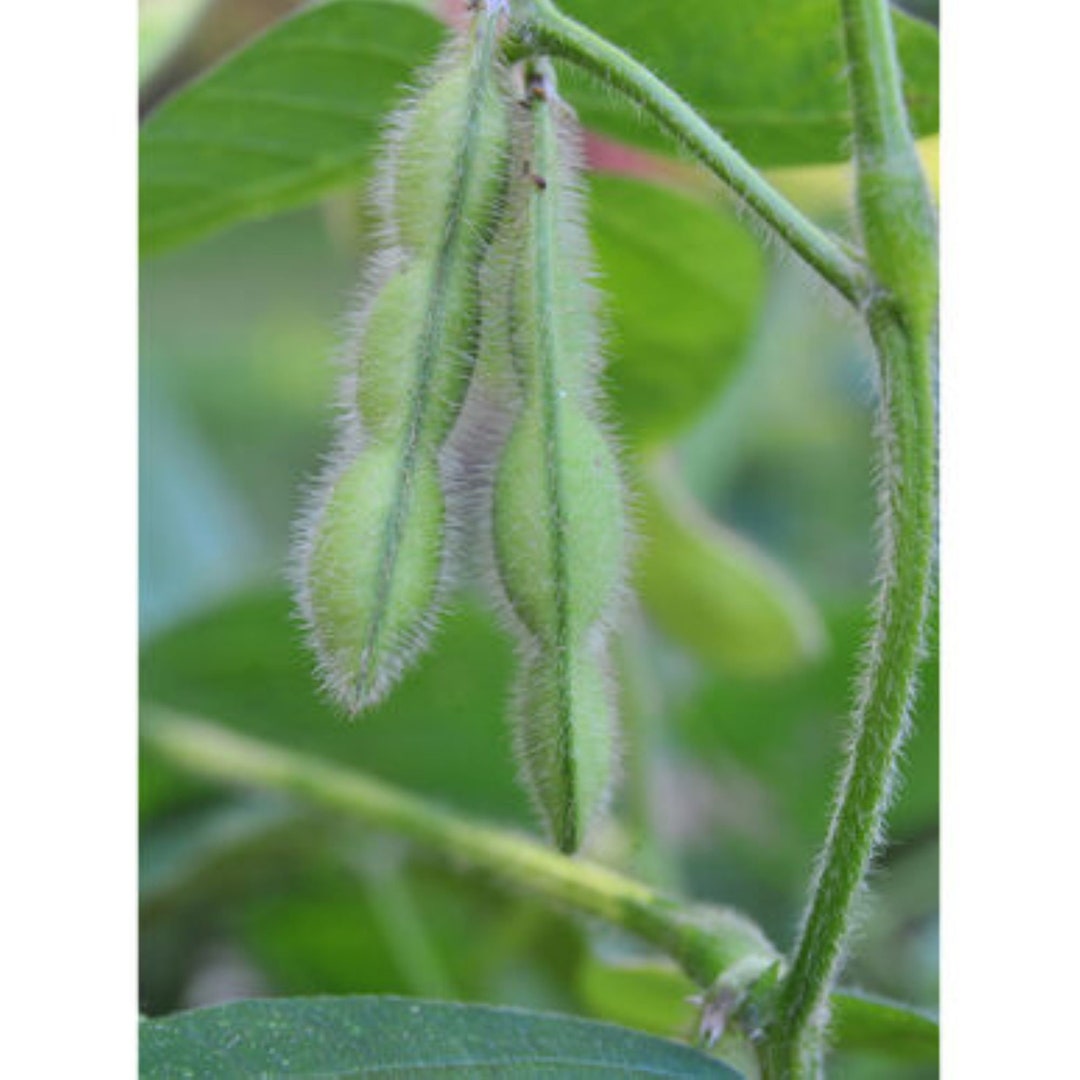 Midori Giant Soybean Seeds - Edamame/delicious !! Grown and Harvested ...
