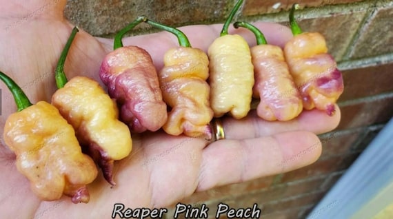 10 Premium Reaper Pink Peach Pepper Seeds Sizzling Hot | Etsy