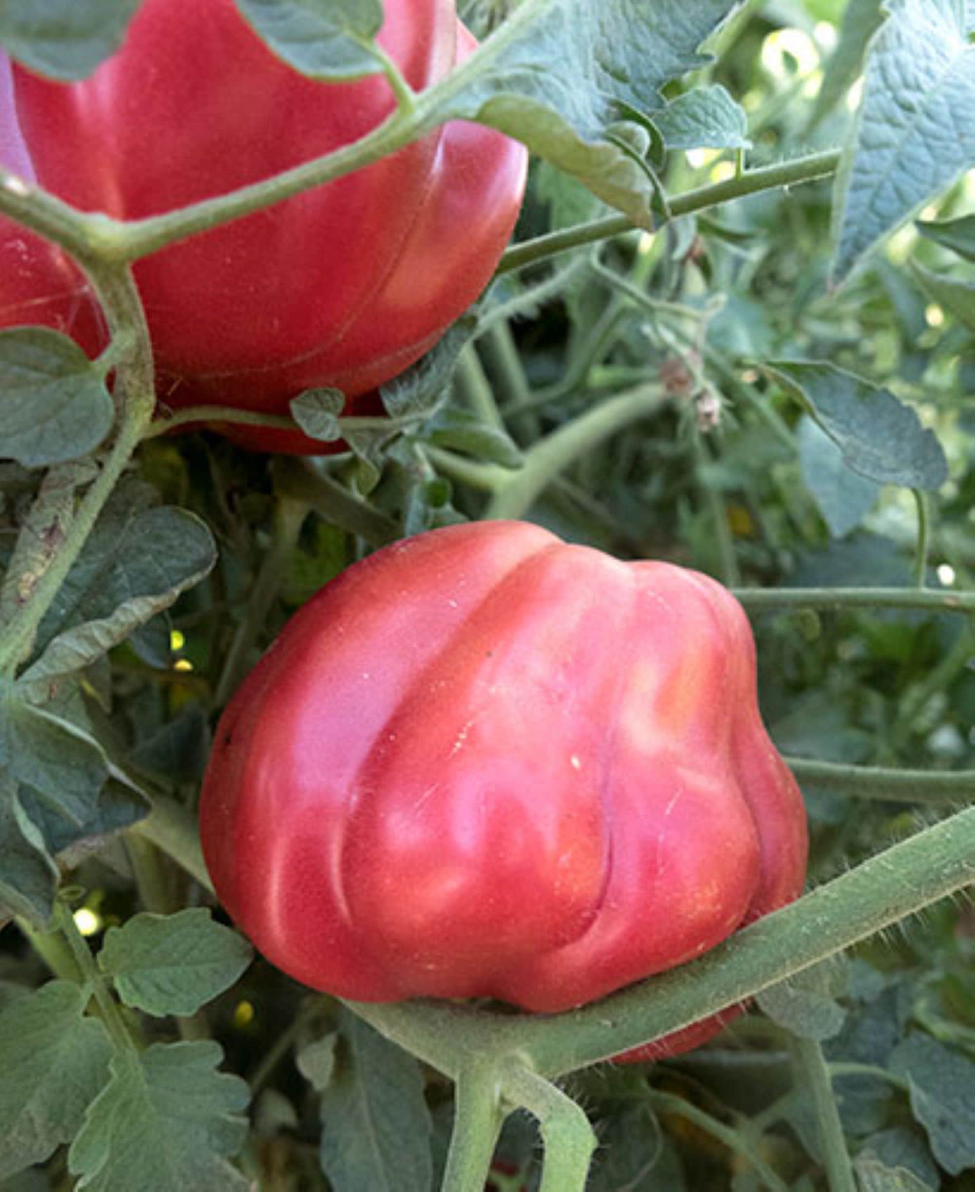 10 Heirloom Oaxacan Pink Tomato Seeds - Unique, Sweet, Juicy, Beautiful ...