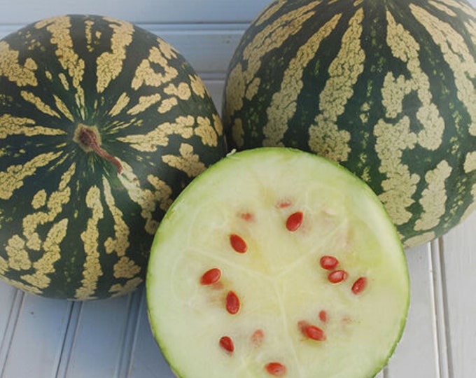 10 Citron, Red Seeded Watermelon Seeds Sweet/juicy Unique Grown ...
