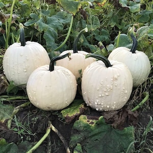 10 Specter Warted Pumpkin Seeds - USA ! Unique ! Specialty ! White ...