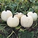 10 Specter Warted Pumpkin Seeds USA Unique Specialty White Halloween - Etsy