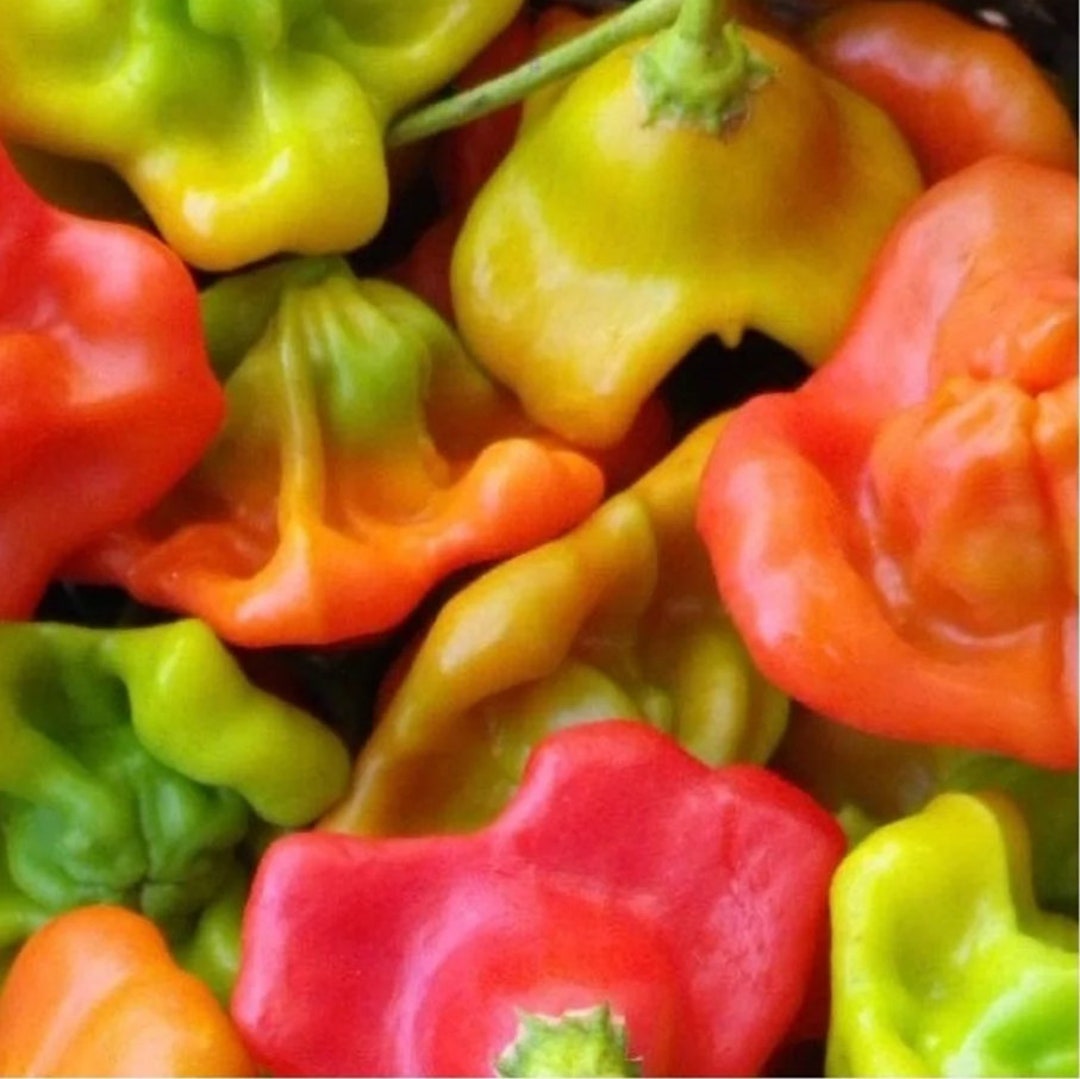 10 Heirloom Cambuchi Hot Pepper Seeds - Specialty ! Spicy ! Cooking ...