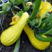 10 French Heirloom Ronde De Nice Squash Seeds Unique Delicious Grown ...