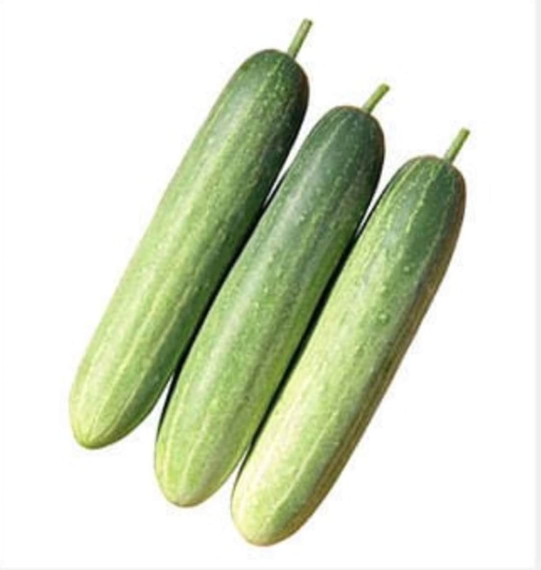 10 Korean Eun Cheon Hybrid Cucumber Seeds Free Ship Asian Crisp Fresh ...