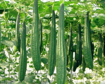 Chinese Okra Seeds - Etsy