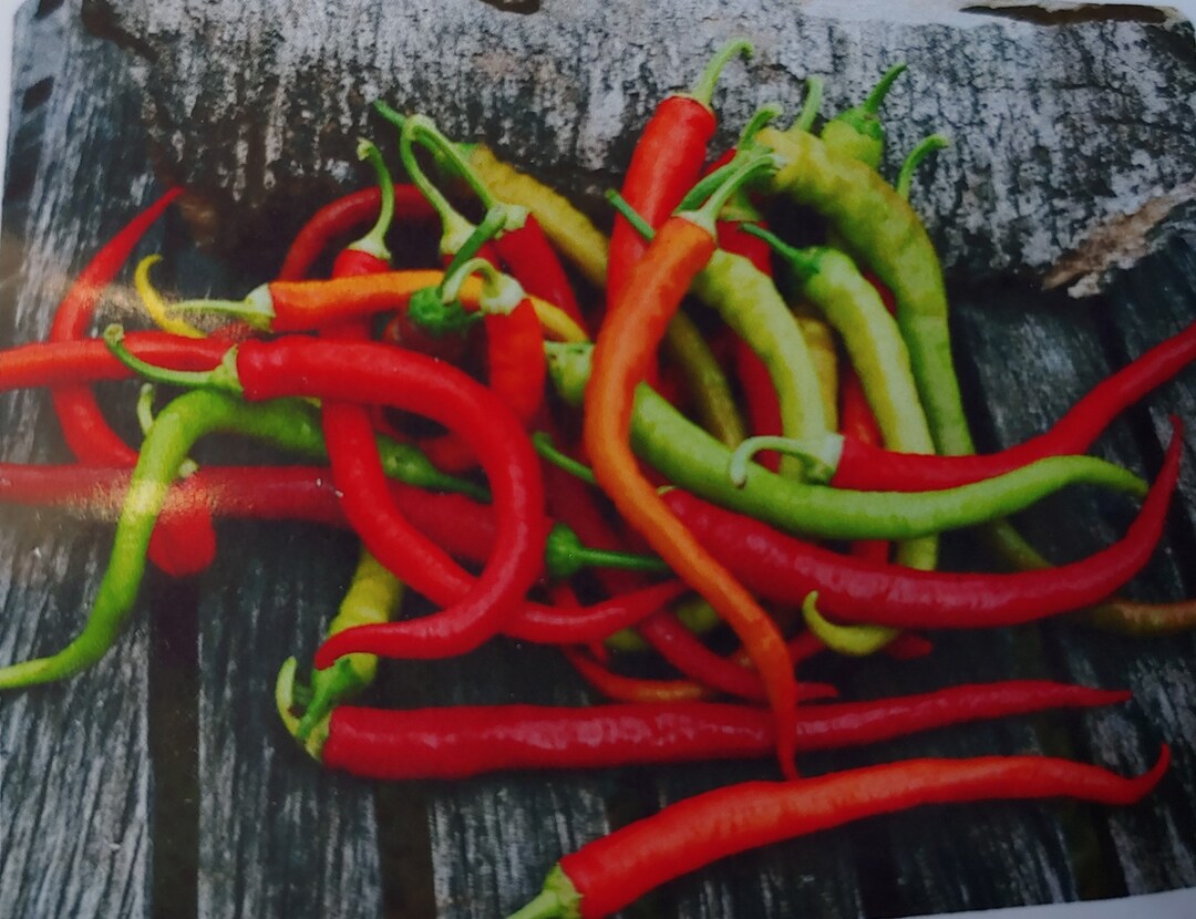 10 Turkish Corbaci Sweet Pepper Seeds - Sweet ! Unique ! Grown and ...