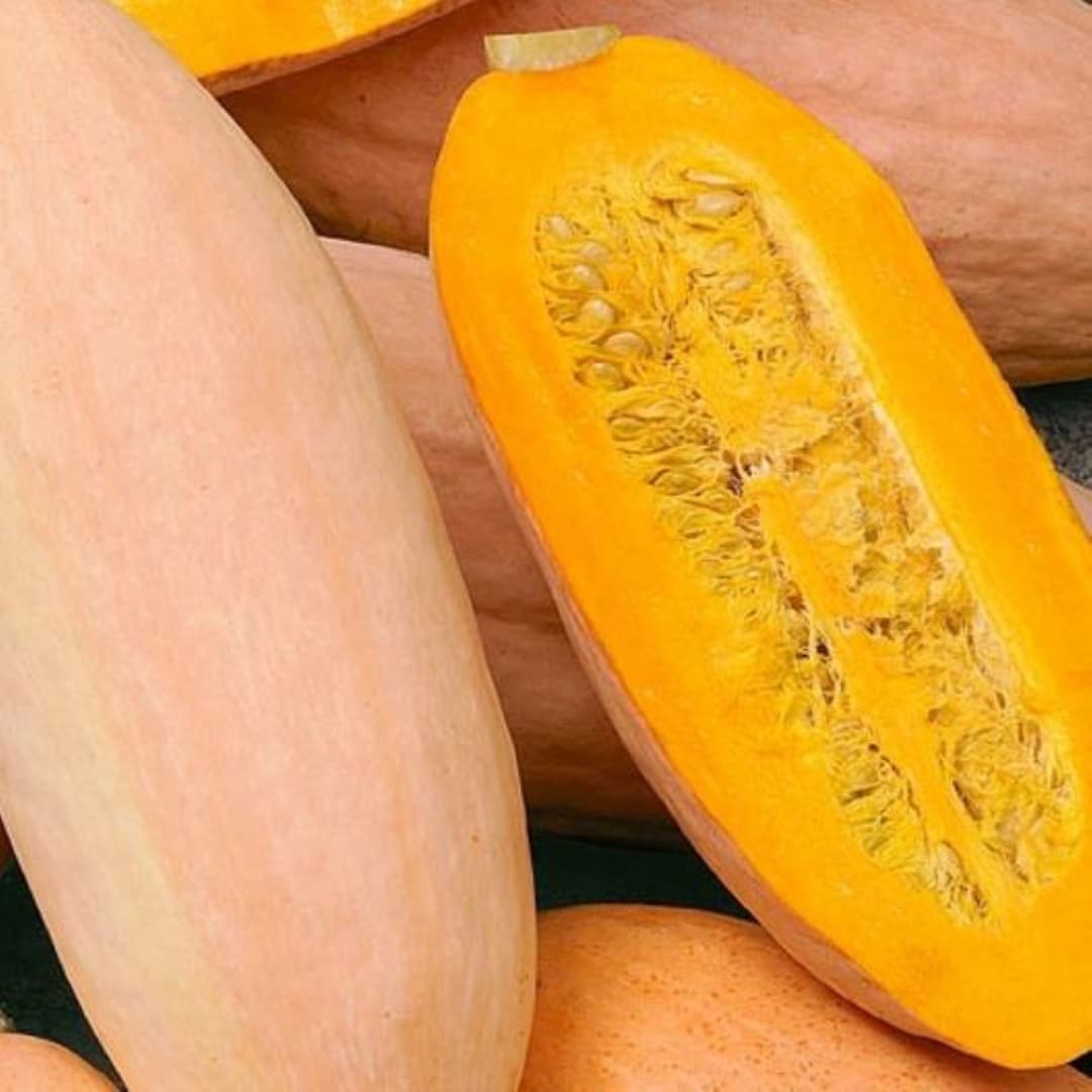 10 Pink Banana Squash Seeds - Jumbo Squash Delicious!! Healthy !! Grown ...