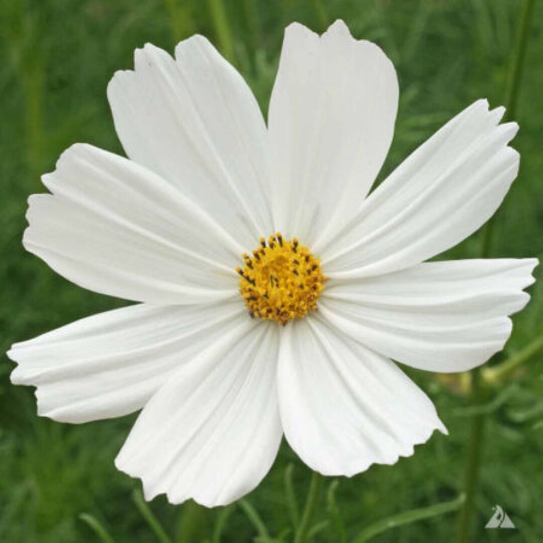Premium Cosmos, Purity Flower Seed - Stunning White ! Gorgeous ! 30 ...