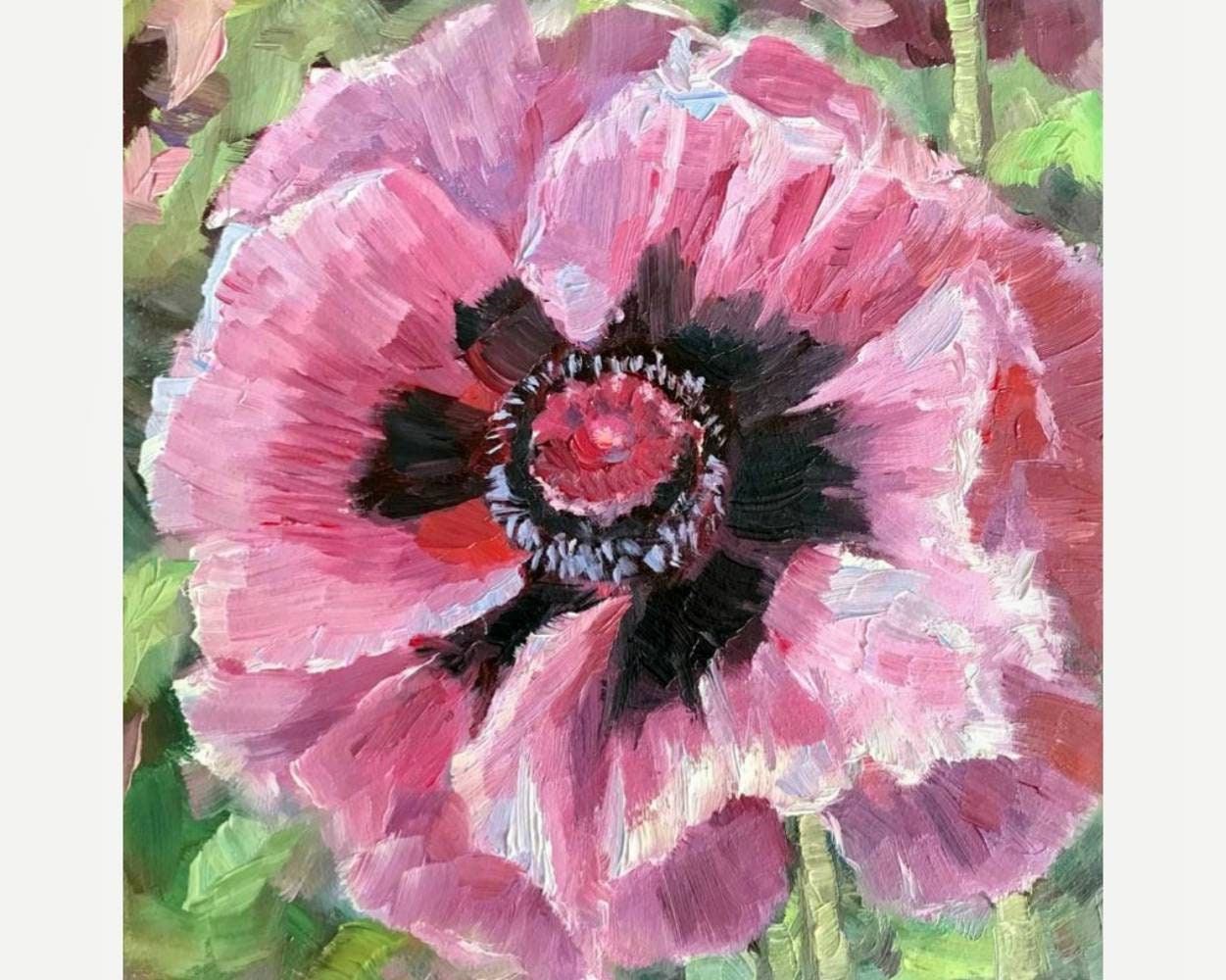 Common Poppy Pink