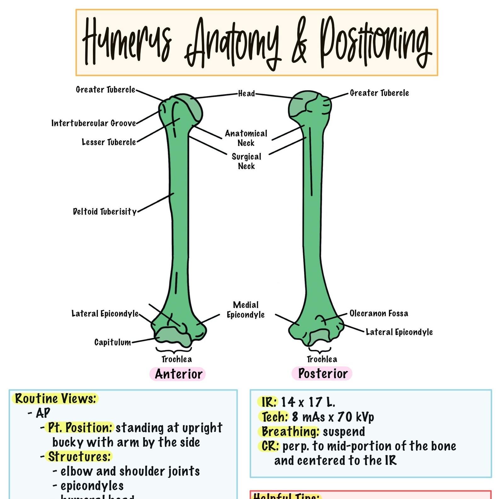 Humerus Cheat Sheet - Etsy