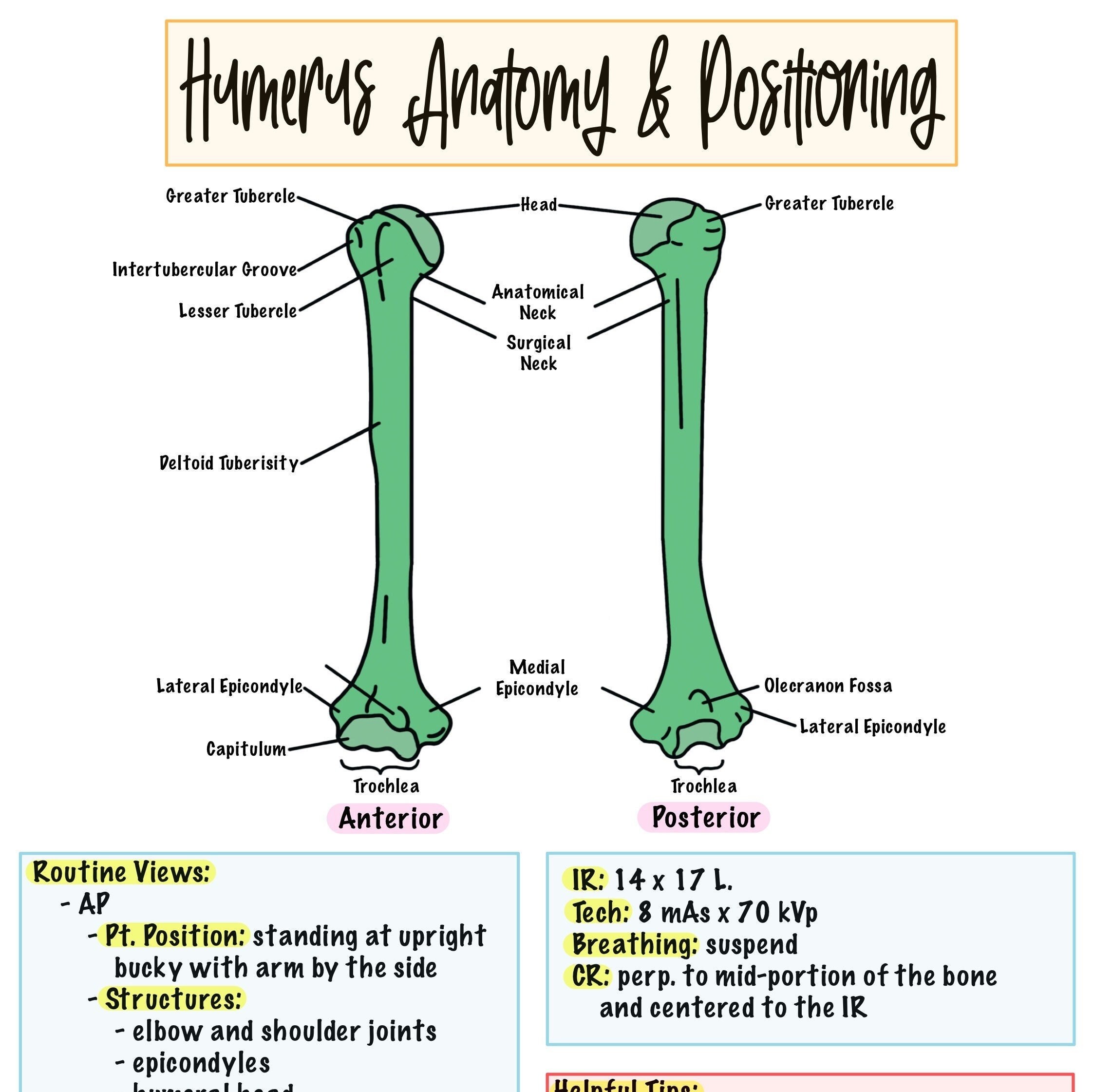 Humerus Labeled Diagram