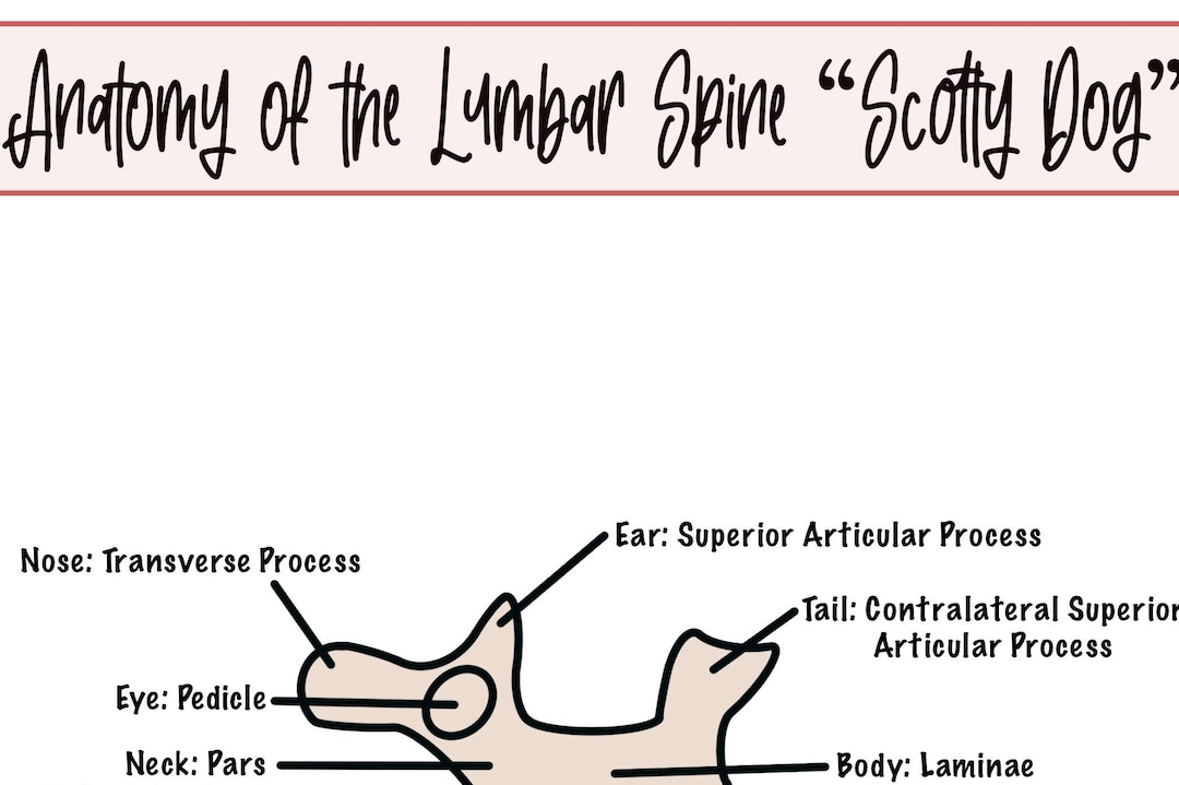 Anatomy of the Lumbar Spine "scotty Dog" - Etsy