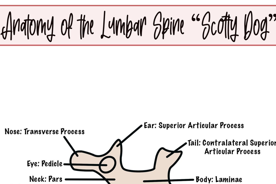 Anatomy of the Lumbar Spine "scotty Dog" - Etsy