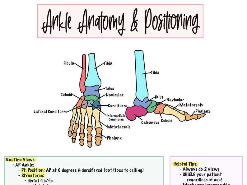 Ankle Cheat Sheet - Etsy