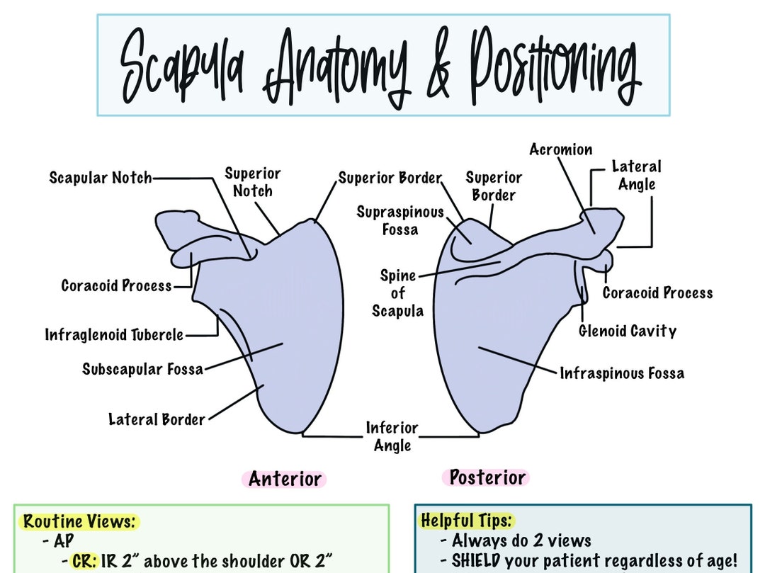 Scapula Cheat Sheet - Etsy