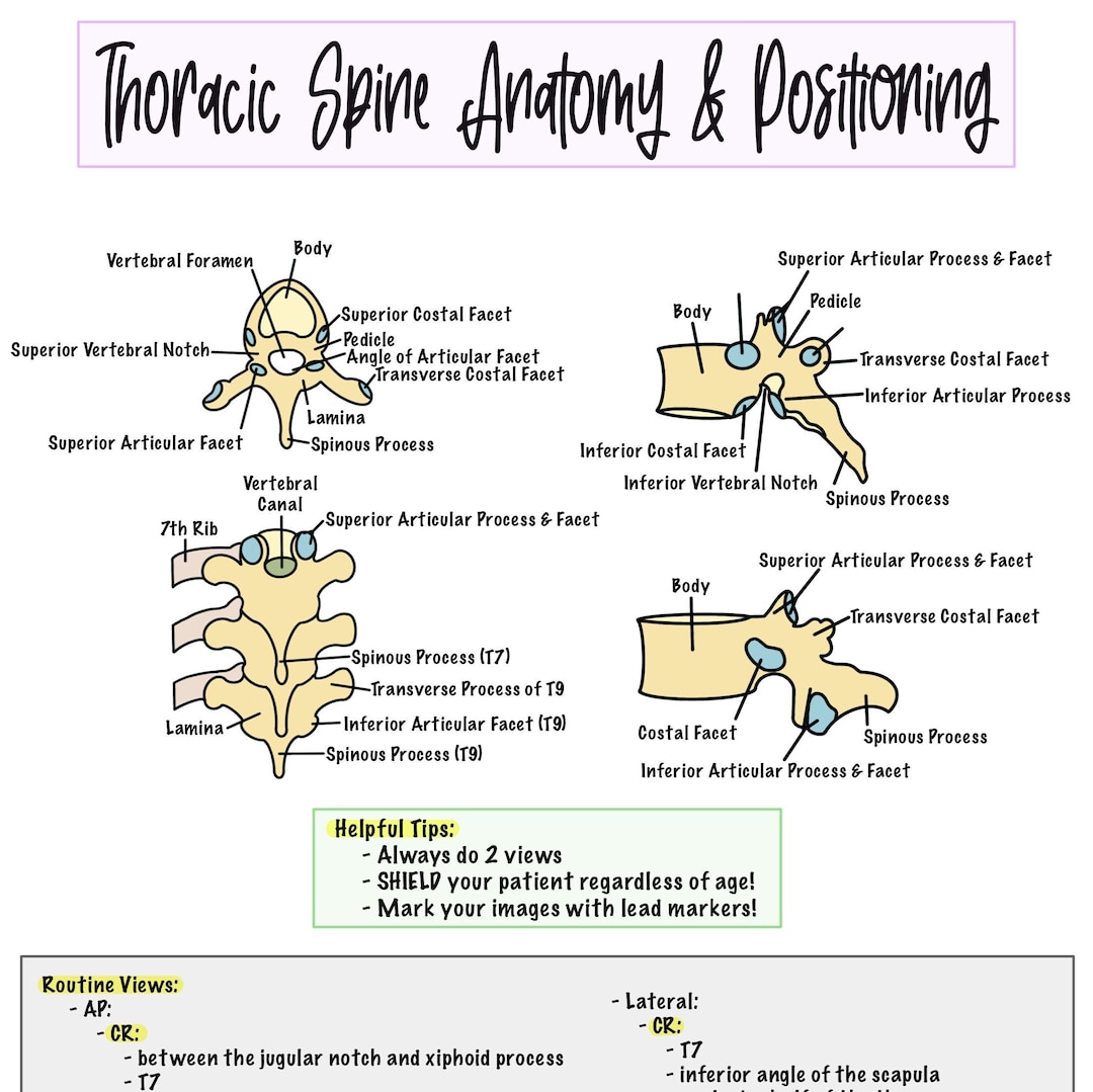 Thoracic Spine Cheat Sheet - Etsy Ireland