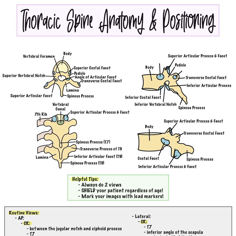 Thoracic Spine Cheat Sheet - Etsy Ireland