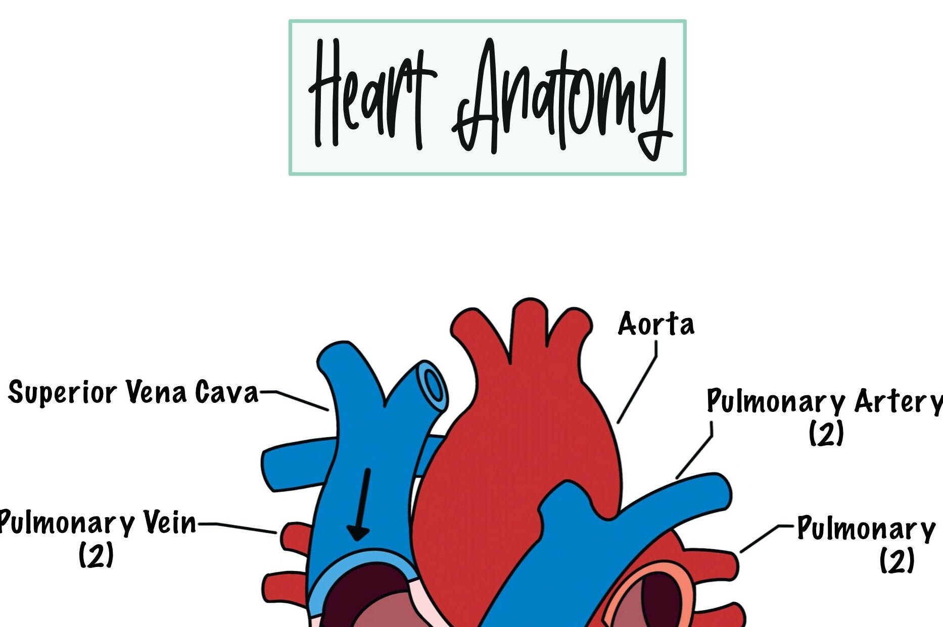 Anatomy of the Heart Bundle - Etsy