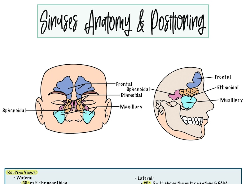 Sinuses Cheat Sheet - Etsy