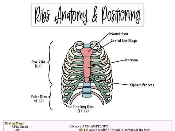 Ribs Cheat Sheet - Etsy