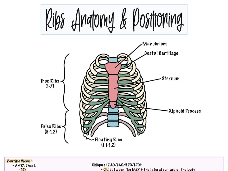 Ribs Cheat Sheet - Etsy