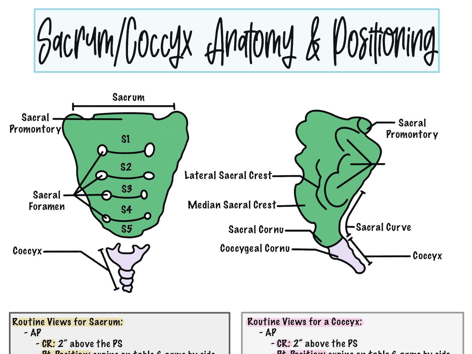 Sacrum/coccyx Cheat Sheet - Etsy Canada