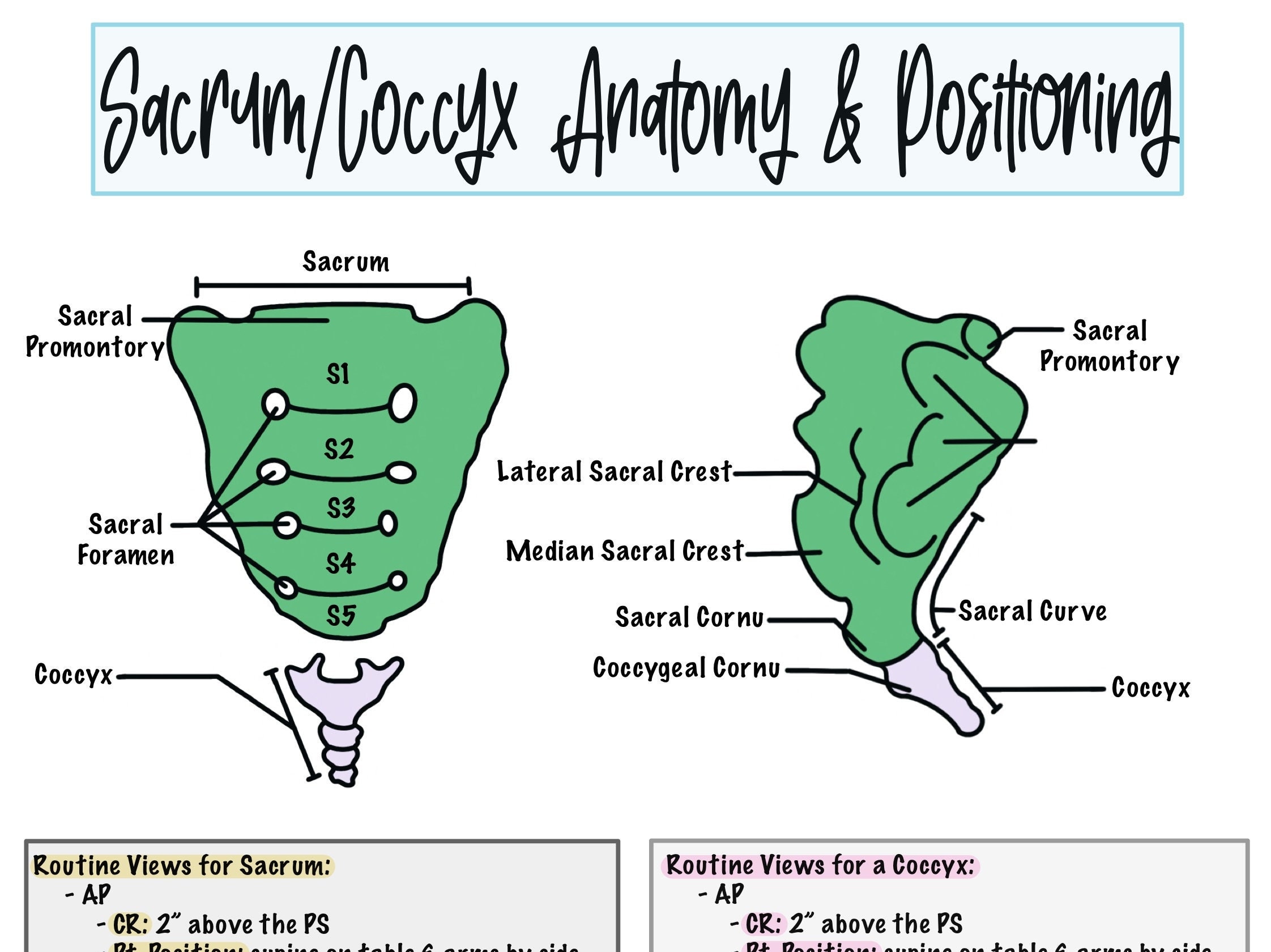 Sacrum/coccyx Cheat Sheet - Etsy