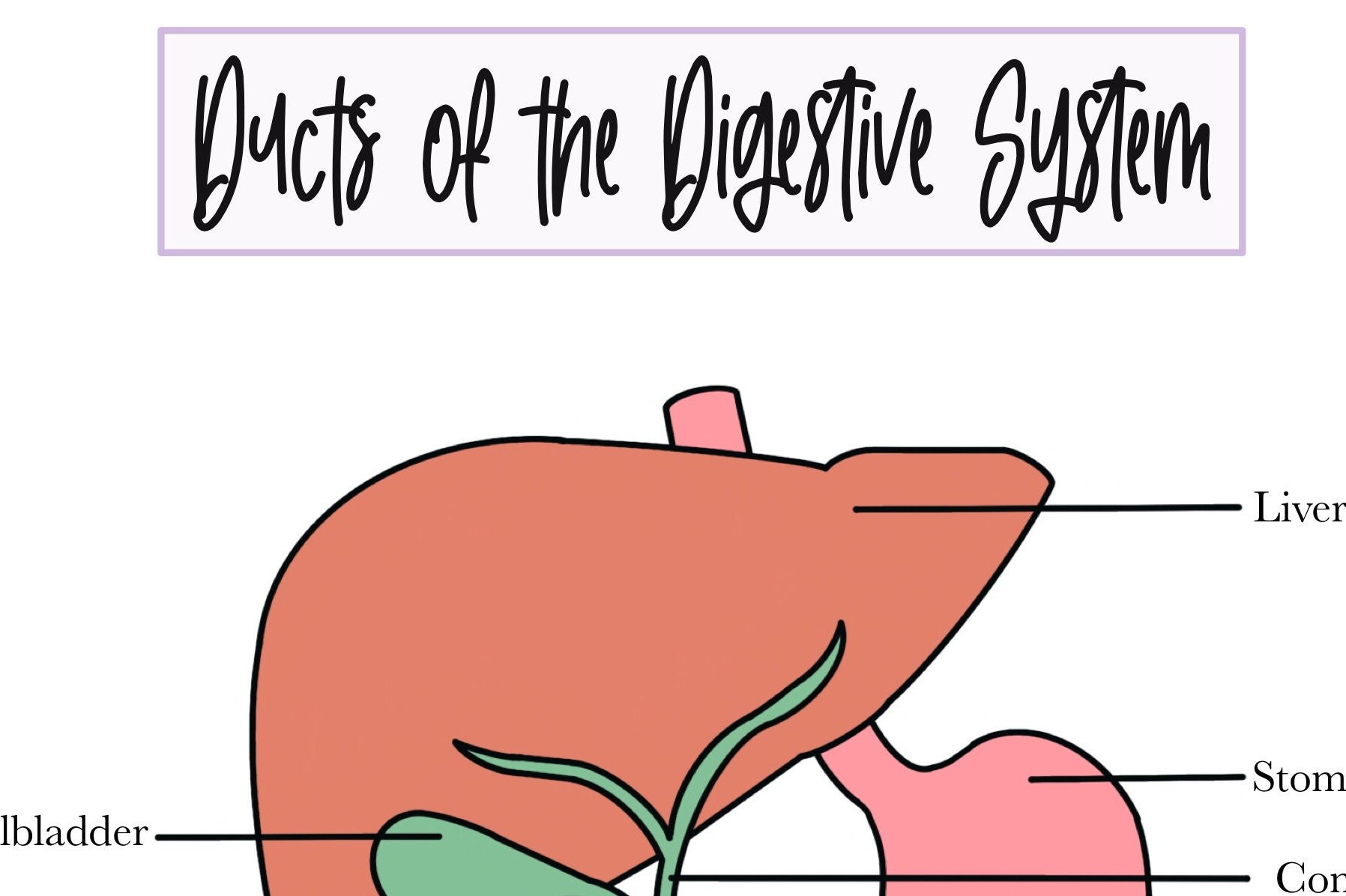 Ducts of the Digestive System Worksheet - Etsy