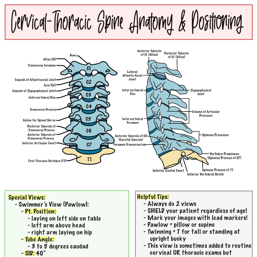 Cervical - Thoracic Spine Cheat Sheet - Etsy UK